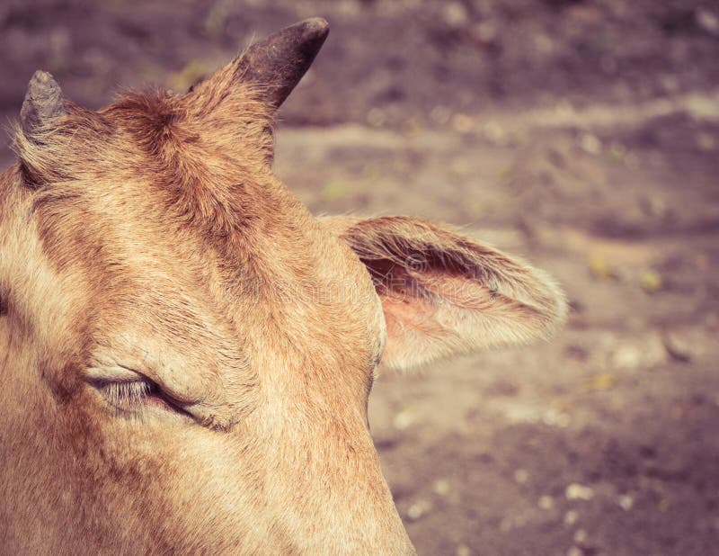 Eye, Horns and Ear of a Cow Close Up Stock Image - Image of vintage ...