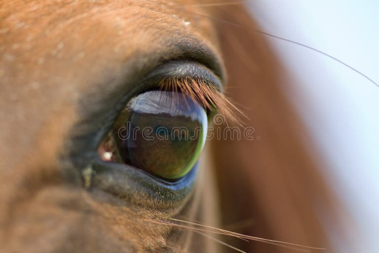 Eye of horse stock image. Image of domestic, eyelash - 19354209