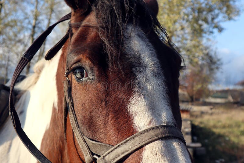Eye of the Horse, the Harness on the Head, Close-up, Side View Stock ...