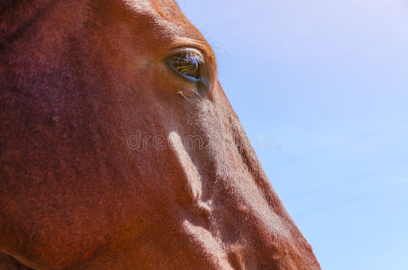 Eye of the Horse Red Color Close Up Stock Photo - Image of equestrian ...