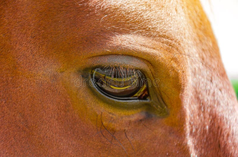 Eye of the Horse Red Color Close Up Stock Photo - Image of nature ...