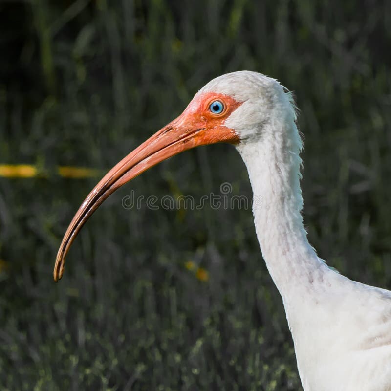 Ibis Head Close Up With A Blue Eye Stock Image - Image of life, closeup ...