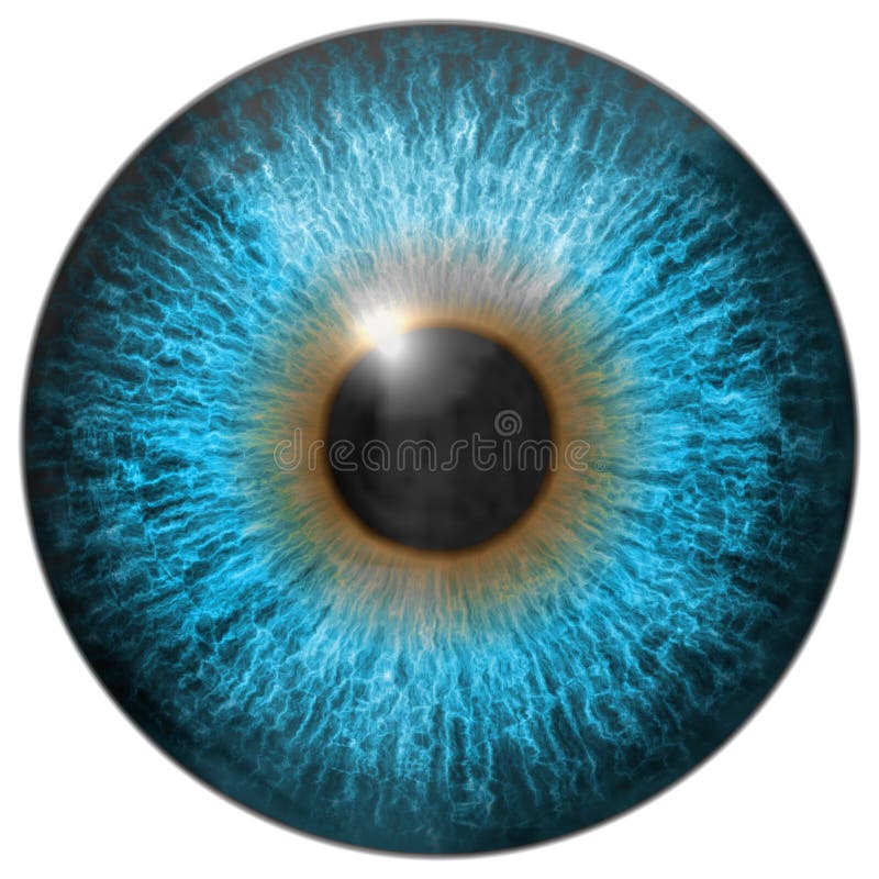 50+ Iris texture Free Stock Photos - StockFreeImages