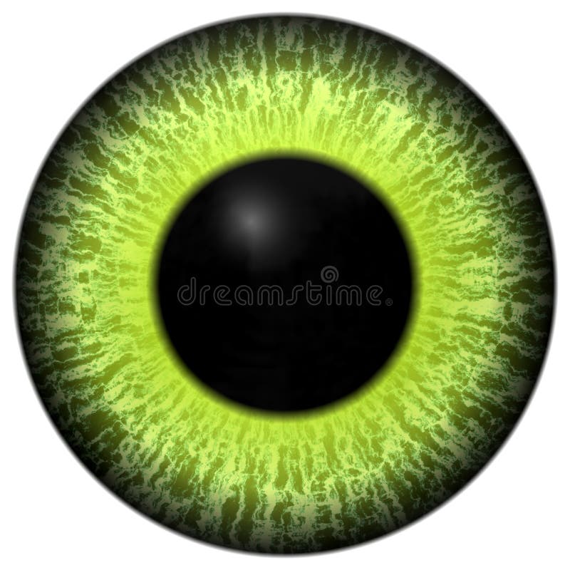 Human Eyeballs Iris Pupils Set - Assorted Colors. Stock Vector ... Human Eyeballs Iris Pupils Set - Assorted Colors. Stock Vector ...