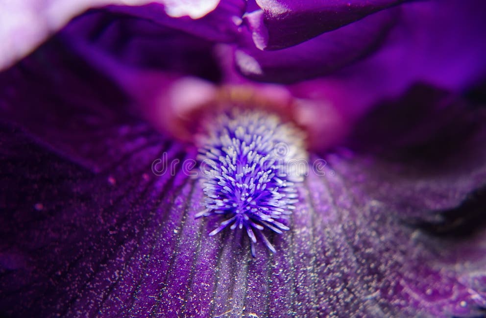 Eye of Iris stock image. Image of flowers, purpleflower - 43543121