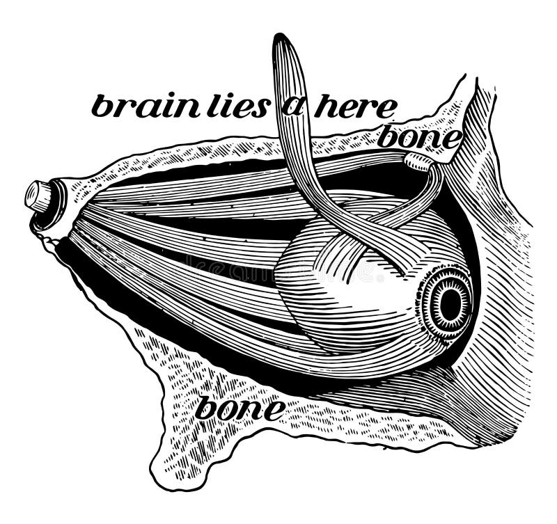 The Eye and Its Muscles, Vintage Illustration Stock Vector ...