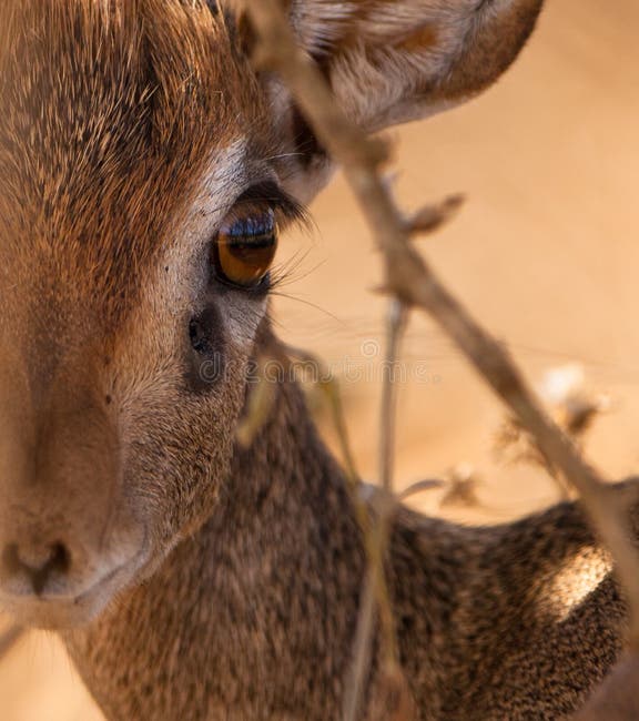 The Eye of a KirkÂ´s Dik Dik Stock Image - Image of colors, appealing ...