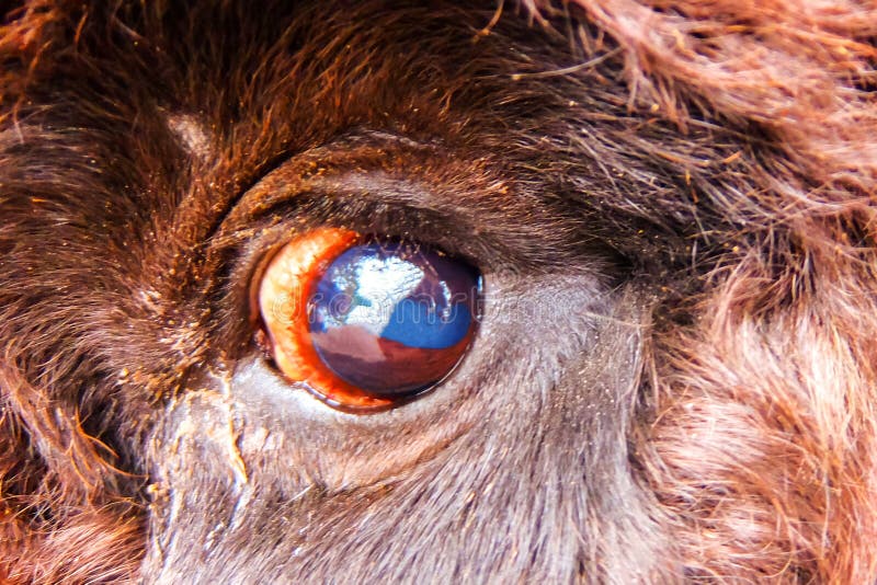 Bison eye. Close-up stock image. Image of mammal, wild - 147496719