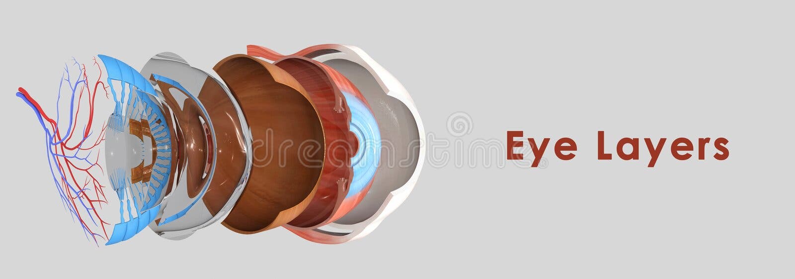 Eye layers stock illustration. Illustration of iris, composition - 46625344