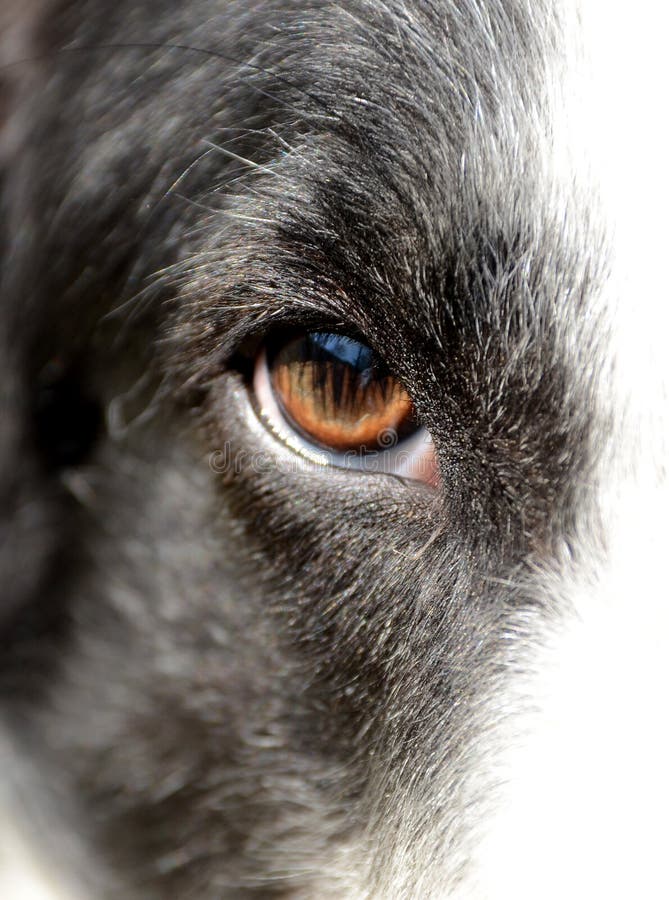 Eye Level stock image. Image of look, russian, black - 81191653