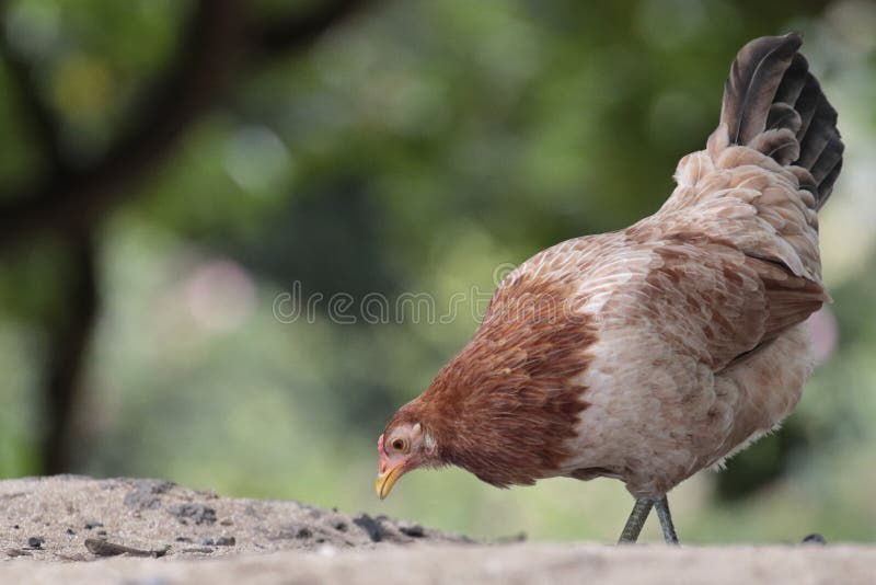 Foraging Brown Creeper stock image. Image of brown, americana - 108921837