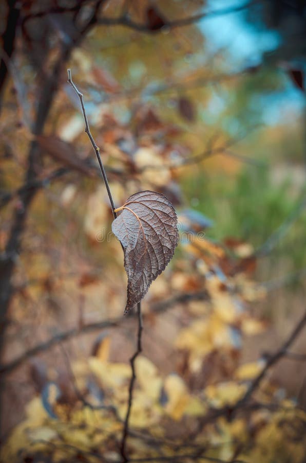 Single Autumn Leaf Elm on Thin Blank Branch. Stock Image - Image of ...