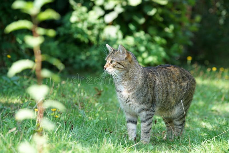 Eye-level Shot of a Beautiful Tabby Cat in a Garden Stock Photo - Image ...