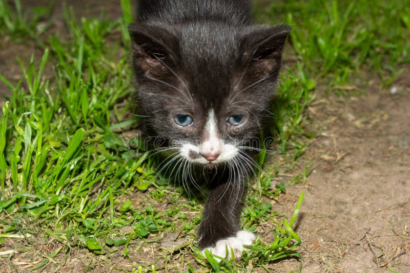 Eye-level Shot of a Black Cute Kitten on a Garden Meadow Stock Photo ...