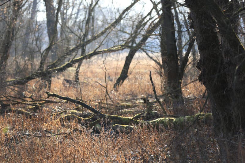 Eye-level Shot of an Abandoned Wooden High Chair for Babies in the ...