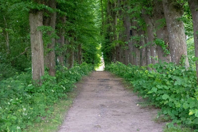 Eye-level Shot of a Pathway in a Forest Stock Image - Image of plant ...