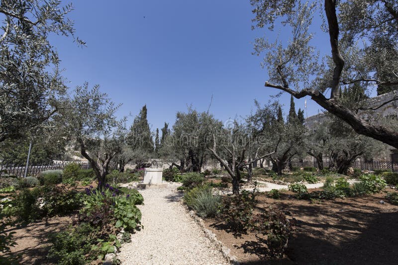 Eye-level Shot of a Tree Park Stock Image - Image of green, sunny ...