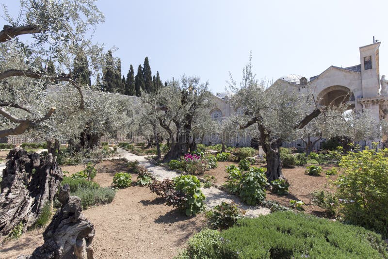 Eye-level Shot of a Tree Park Stock Image - Image of outdoor, nature ...