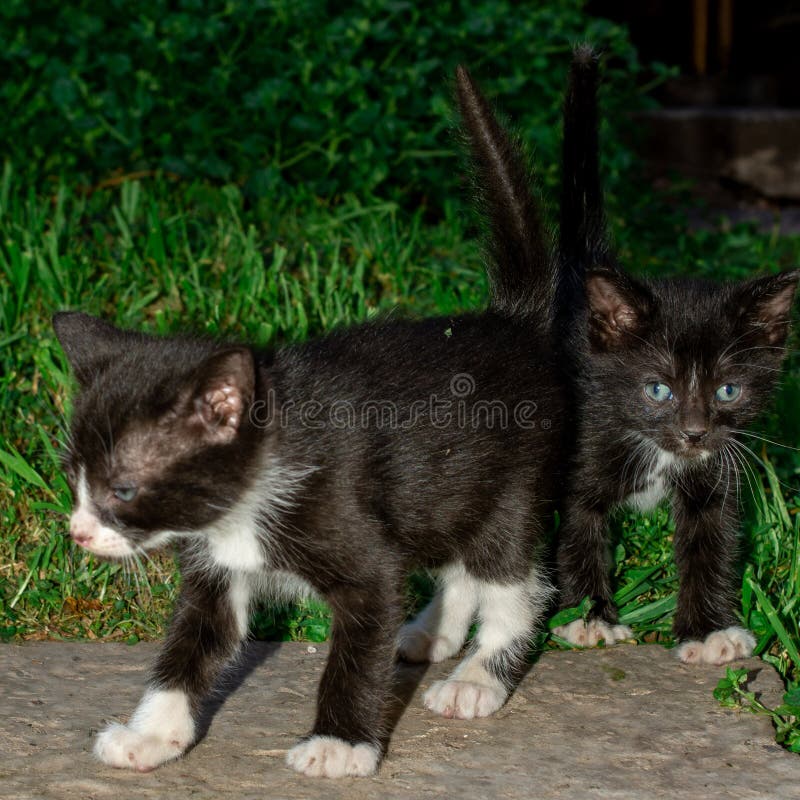 Eye-level Shot of Two Black Cute Kittens Playing in a Garden Stock ...