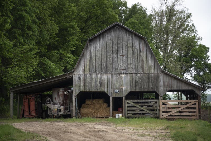 Barn Owl Standing on Tree Stump Stock Image - Image of brown, stump ...