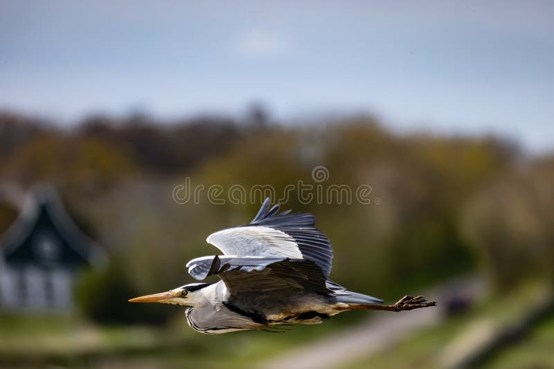 Eye-level View of a Magnificent Great Blue Heron. Stock Photo - Image ...