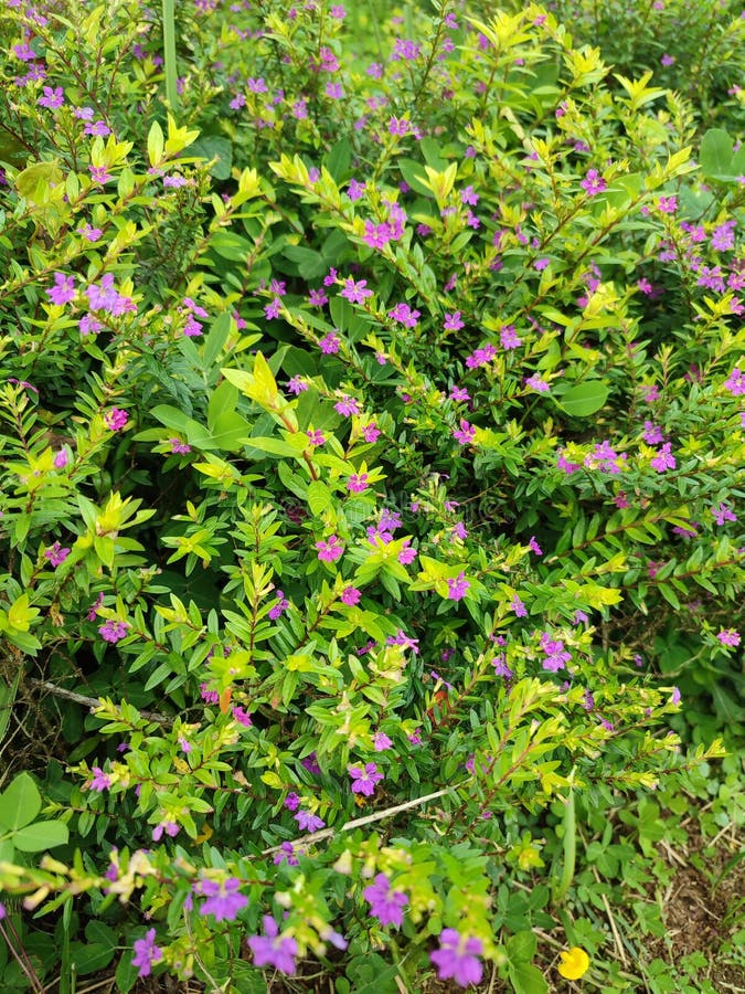 Potrait Eye Level View of Silene Flowers Stock Image - Image of ...
