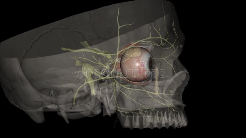The Eye Light Reflex, is Regulated by Three Structures: the Retina, the ...