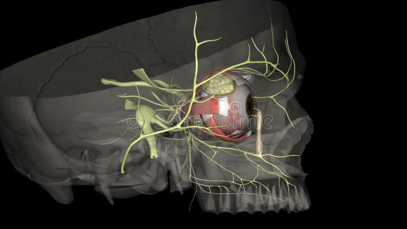 The Eye Light Reflex, is Regulated by Three Structures: the Retina, the ...