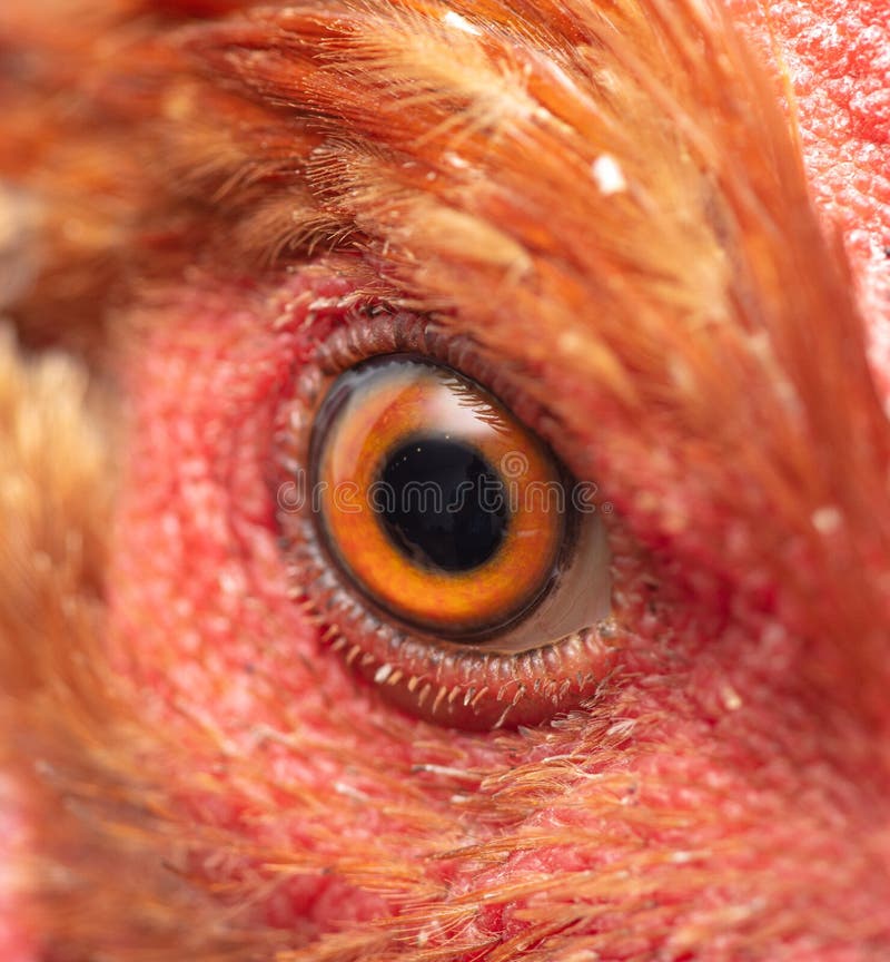 The eye of a live rooster. stock image. Image of food - 233148911