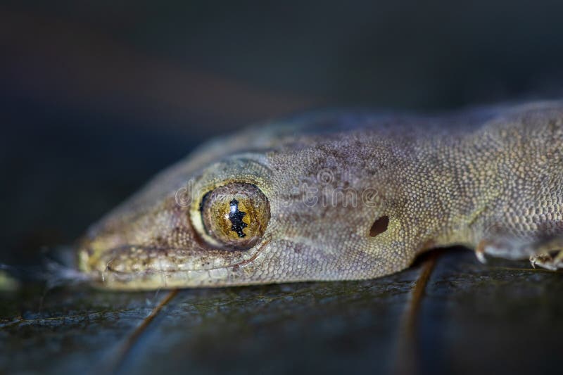 Eye of Lizard and Head Close-up Stock Image - Image of face, crawling ...