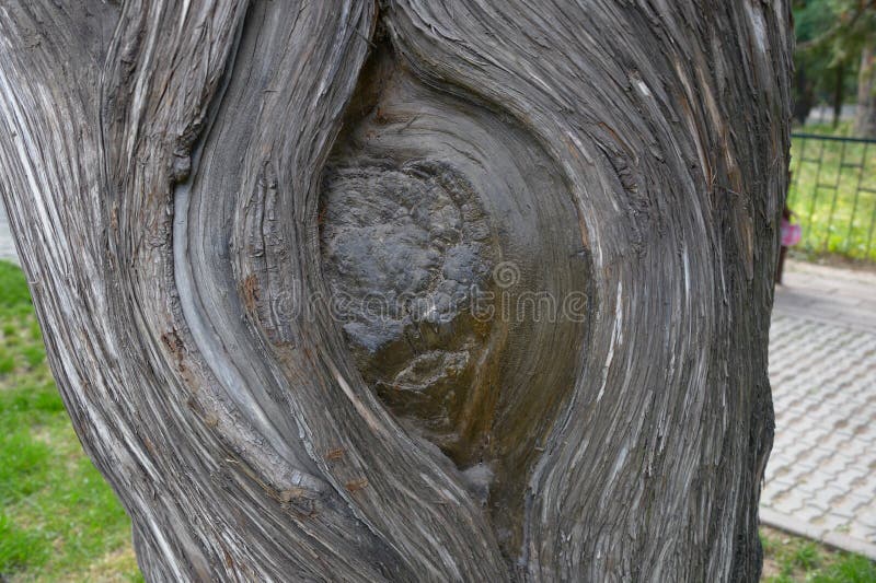 Eye stock photo. Image of memory, trunk, symmetry, tree - 40334760