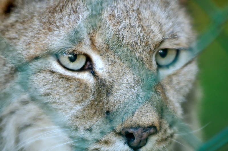 Lynx stock photo. Image of wild, hunter, boreal, observant - 11690724