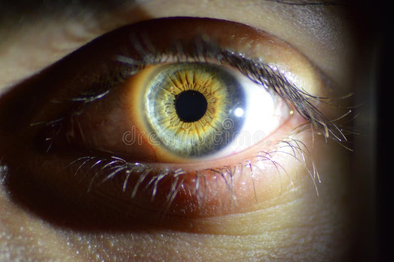 Eye stock photo. Image of eyeball, micro, macro, green - 55036070