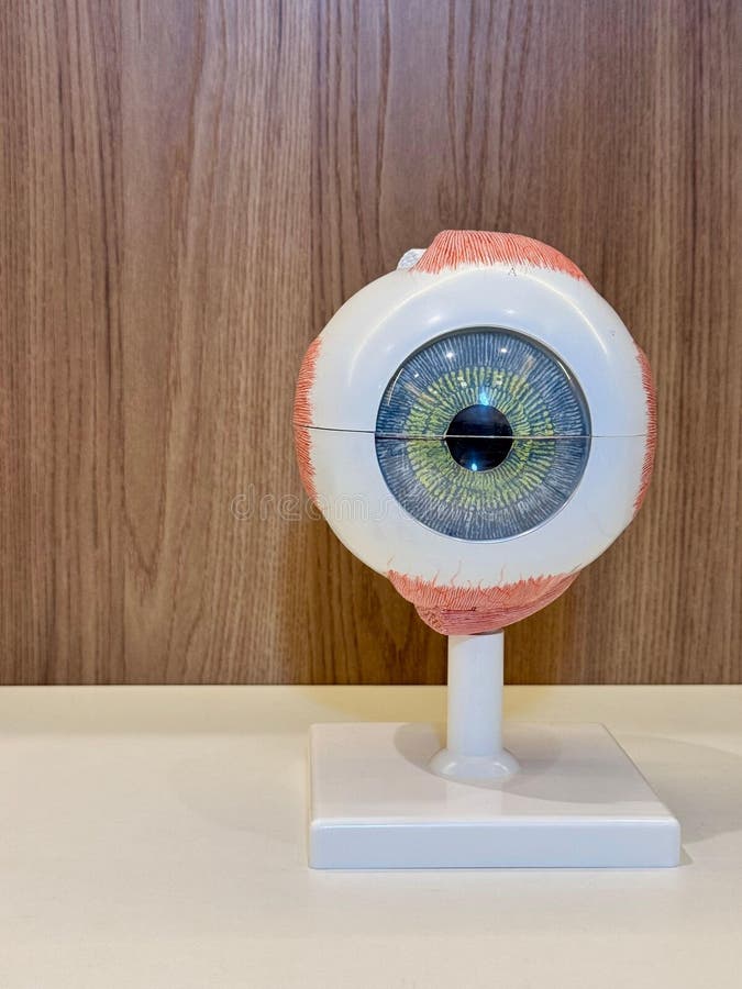 Eye Model Used in Ophthalmology Office Stock Image - Image of office ...
