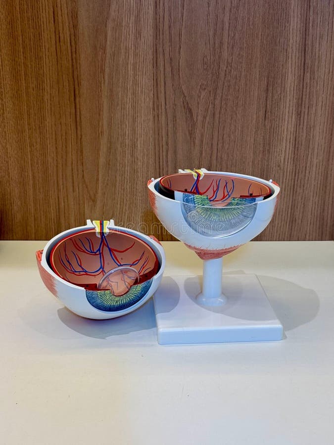 Eye Model Used in Ophthalmology Office Stock Photo - Image of iris ...