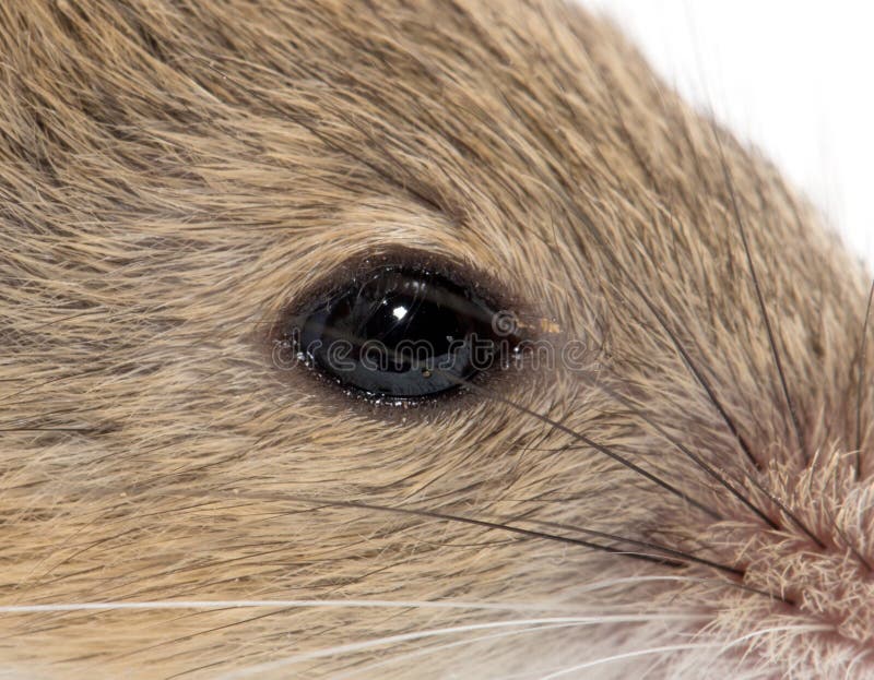 Mouse eyes. close-up stock image. Image of mammal, hairy - 101327257