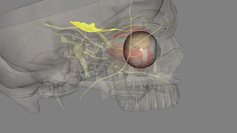 Eye Movement Pupil Constriction. Trochlear Nerve, Eye Movement . Stock ...