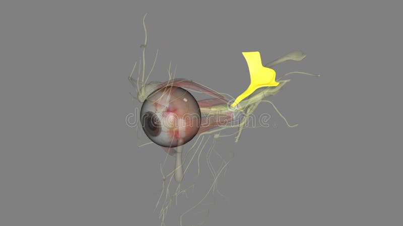 Eye Movement Pupil Constriction. Trochlear Nerve, Eye Movement . Stock ...