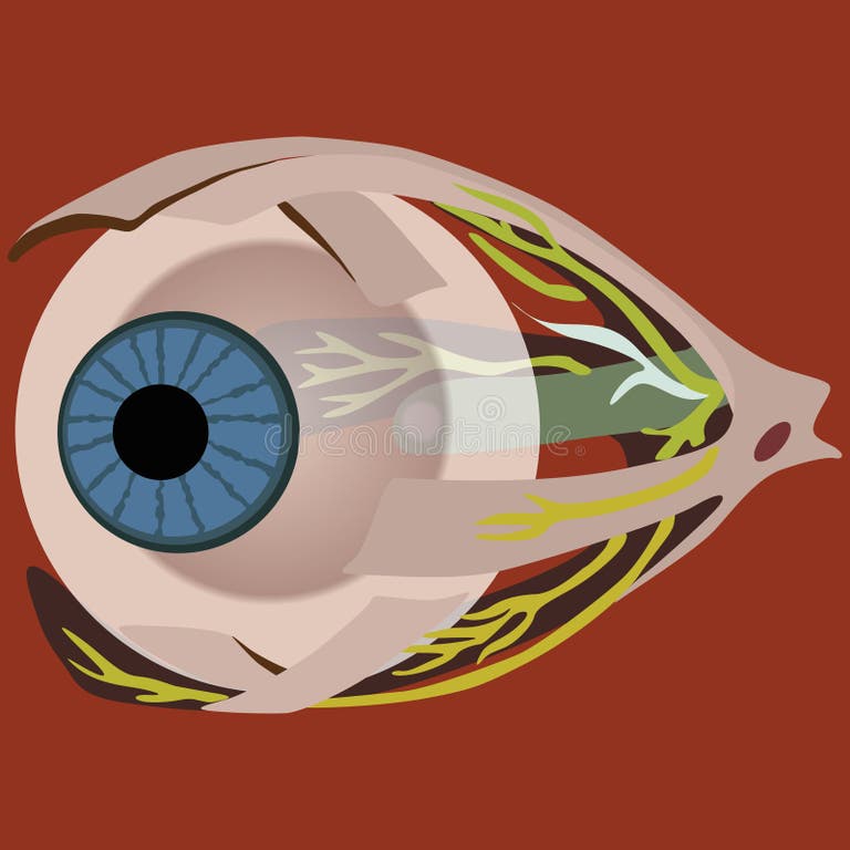 Eye Muscles Stock Illustrations – 980 Eye Muscles Stock Illustrations ...
