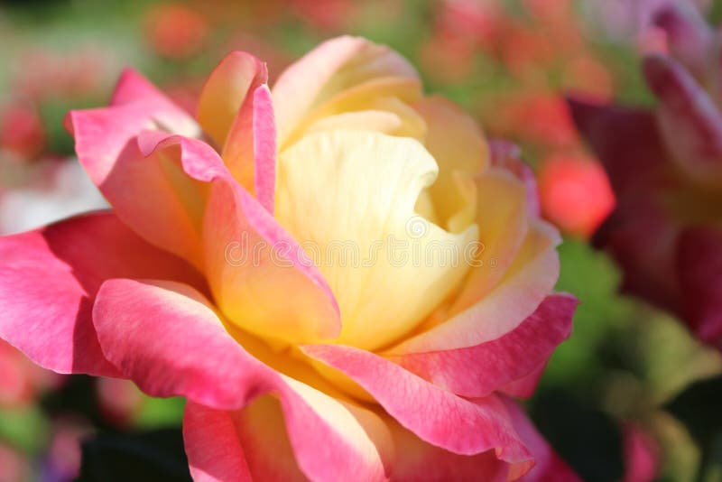 Unic Pink Rose Beautiful Flower Stock Image - Image of flower ...