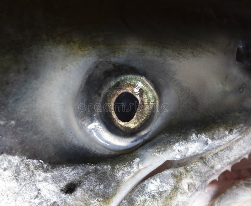 The Eye of a Norwegian Salmon Stock Image - Image of nature, background ...