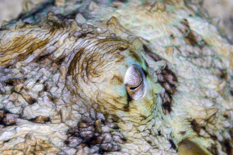 Eye of Octopus stock photo. Image of mollusc, cephalopod - 87022638