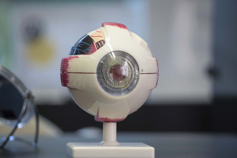 Eye,organ for Visual Perception Stock Photo - Image of eyes, sense ...