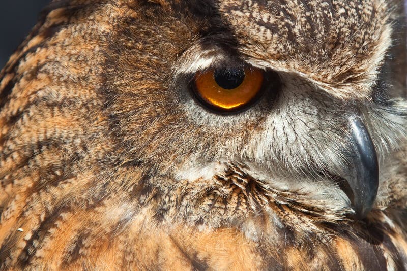 Eye of owl stock photo. Image of monitor, wildlife, security - 14551586