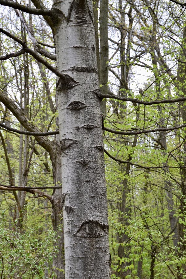 Eye Patterns on Trembling Aspen (Populus Tremuloides) Trunk at ...