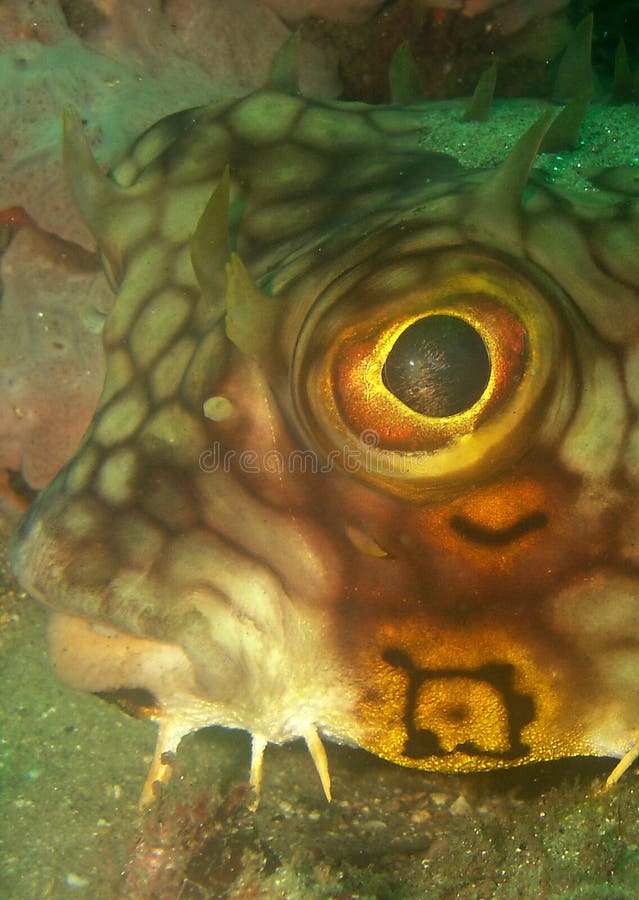 The eye of a puffer fish stock image. Image of creature - 318997803
