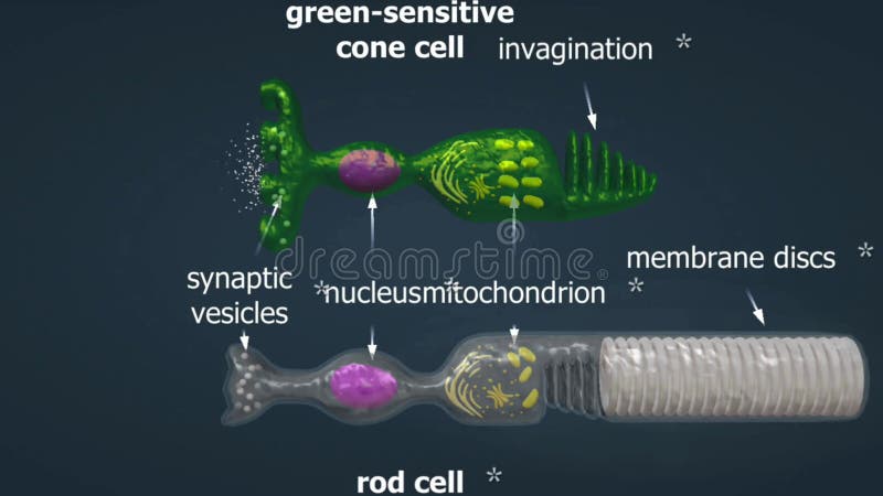 Eye Receptors stock video. Video of nerve, function - 343167257