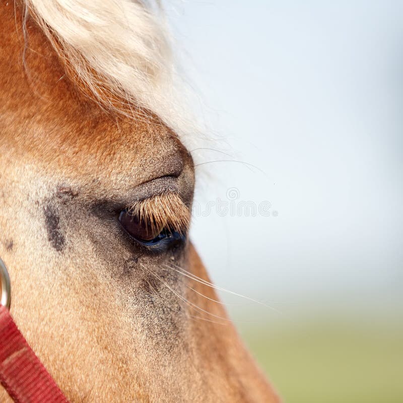 Eye of a red horse stock image. Image of domestic, portrait - 23432511