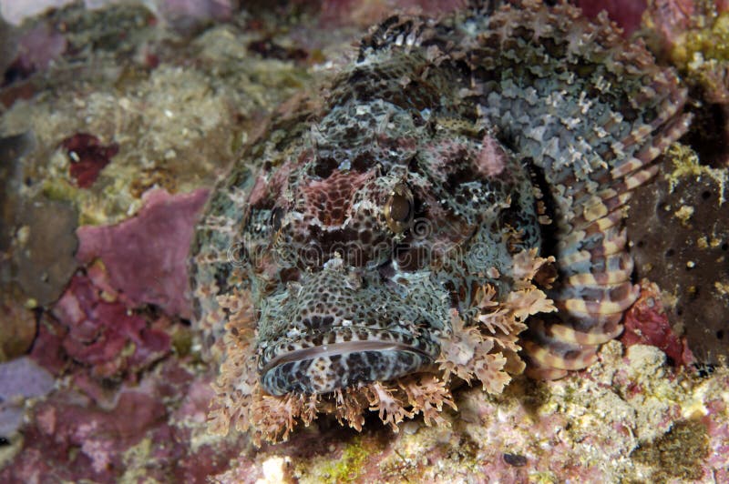 The Eye of a Reef Scorpionfish Stock Photo - Image of brown, malaysia ...