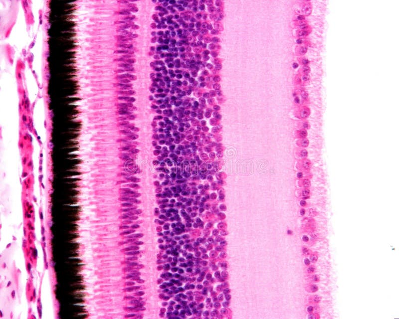 Eye. Retina layers stock image. Image of rods, microscope - 303600555